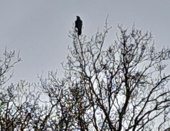 Walden Countryside - February 2025 Newsletter